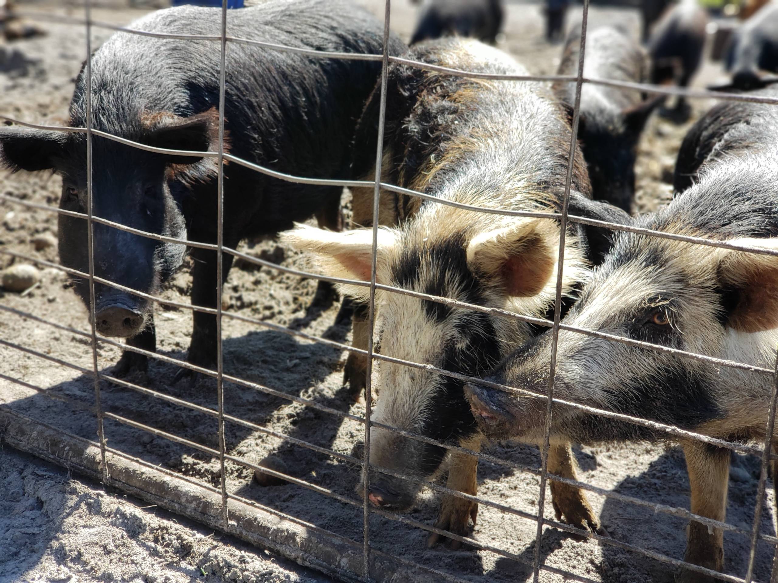 About Us - Shogun Farms