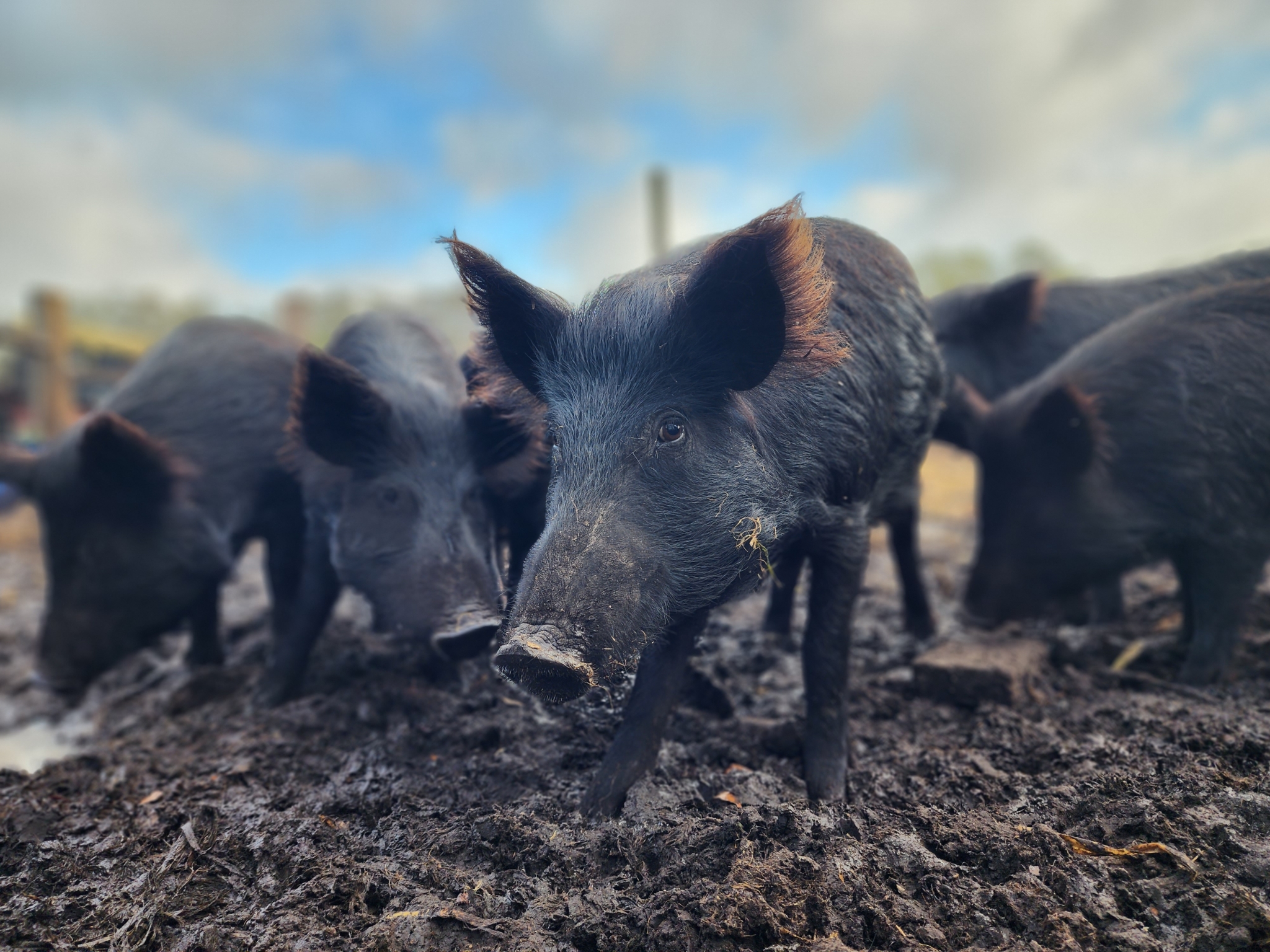 Wild Hog Intake - Shogun Farms