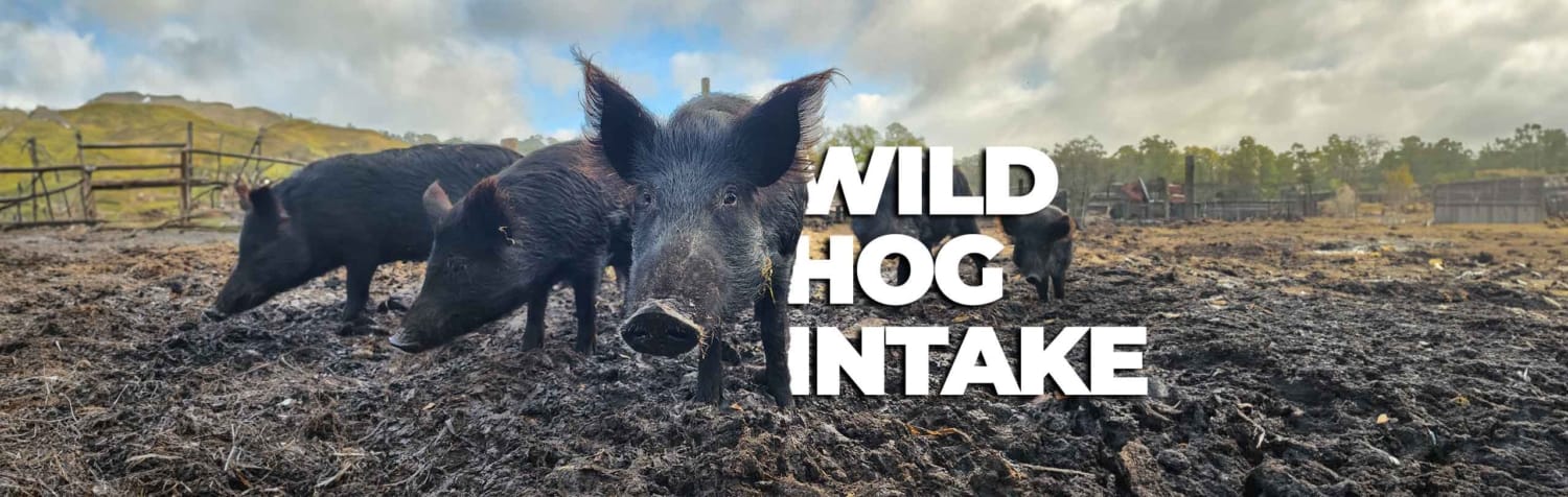 Wild Hog Farm | Hog Trapping | Wild Hog Meat | Shogun Farms
